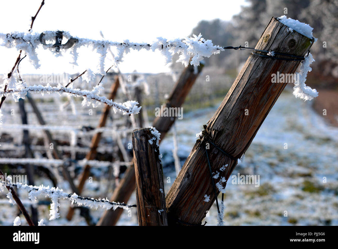 Alsace vineyard winter hi-res stock photography and images - Alamy