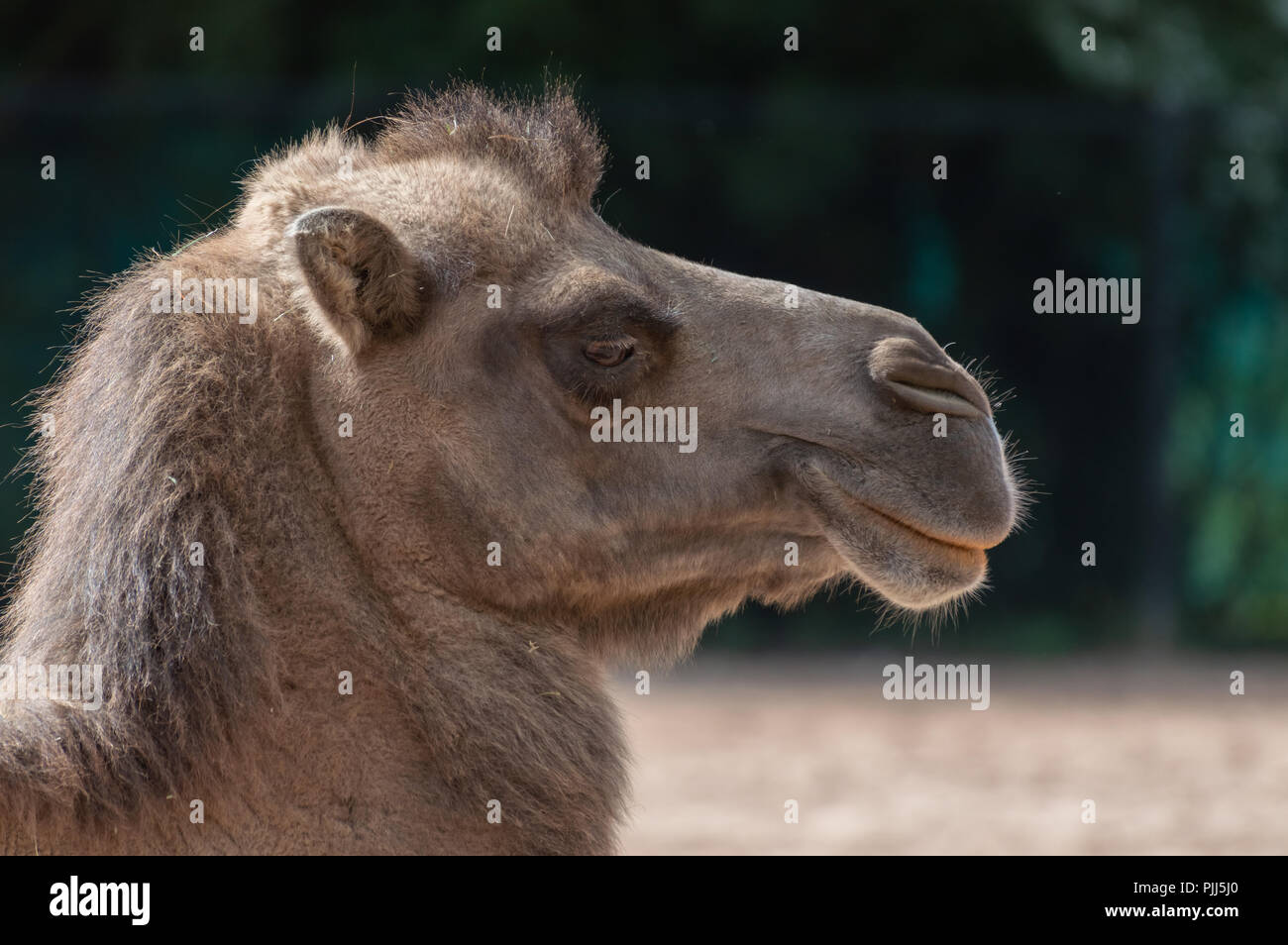How the camel got its hump hi-res stock photography and images - Alamy