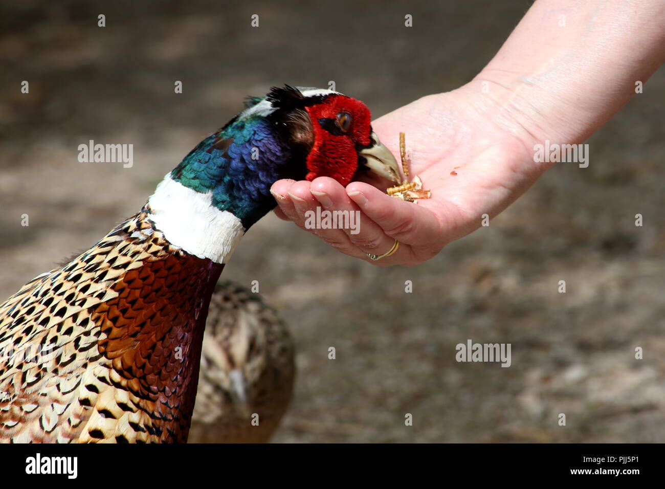 Male and female pheasants hi-res stock photography and images - Alamy