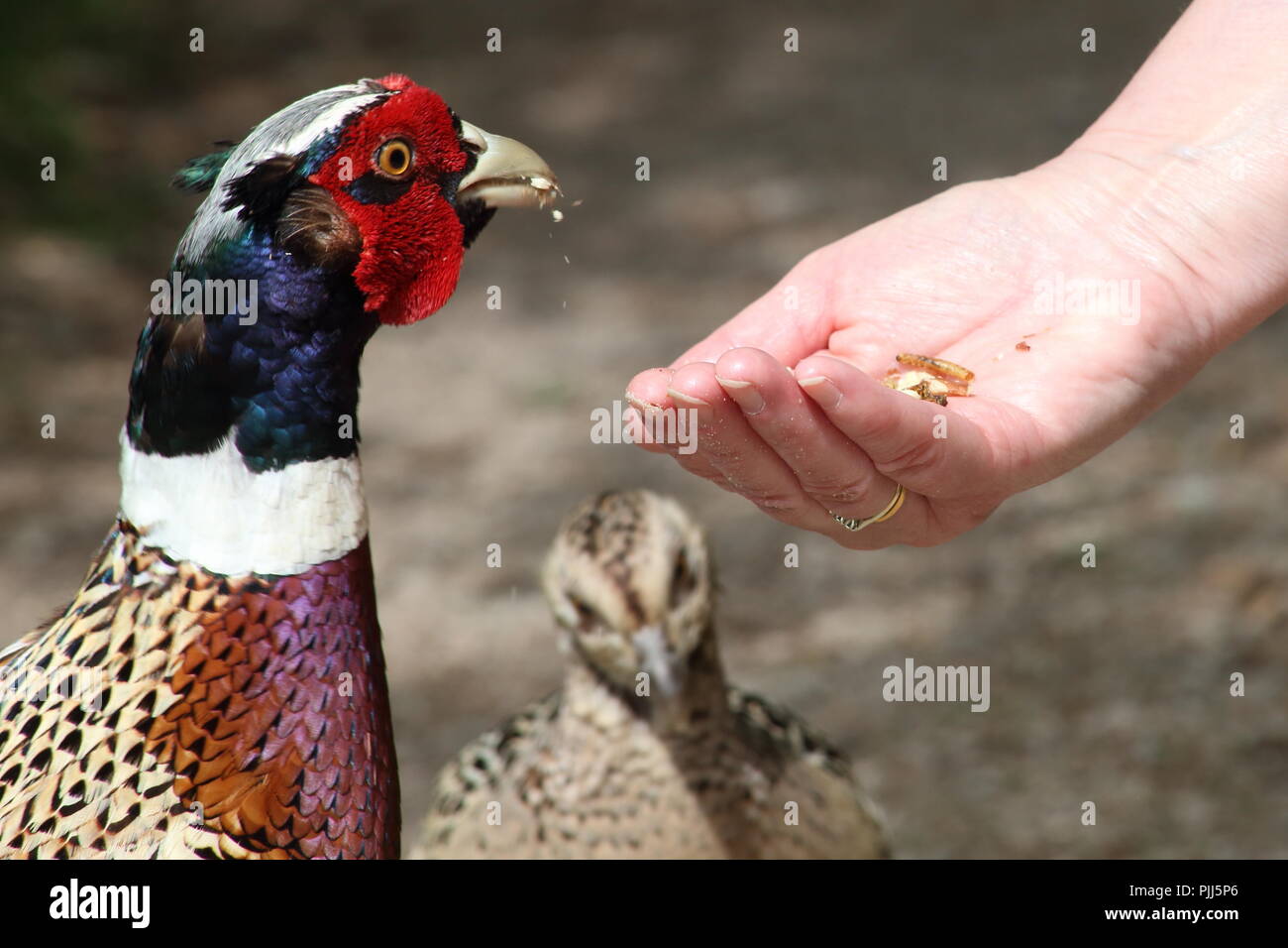 Male and female pheasants hi-res stock photography and images - Alamy