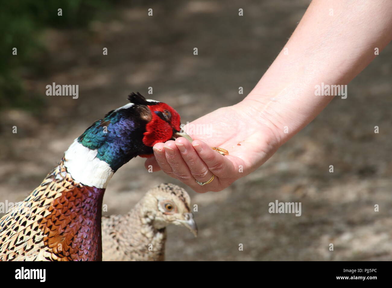 Male and female pheasants hi-res stock photography and images - Alamy