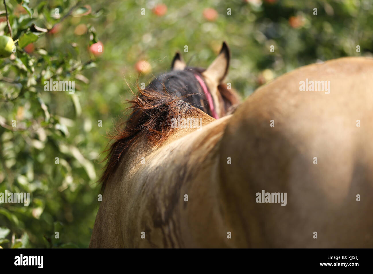Morgan mare eating apples under apple tree at rural animal farm Stock ...