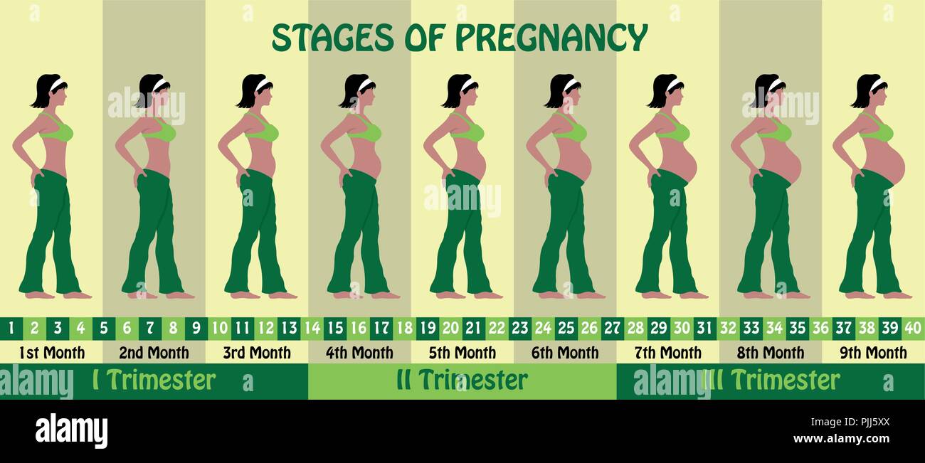 Stages of pregnancy hi-res stock photography and images - Alamy