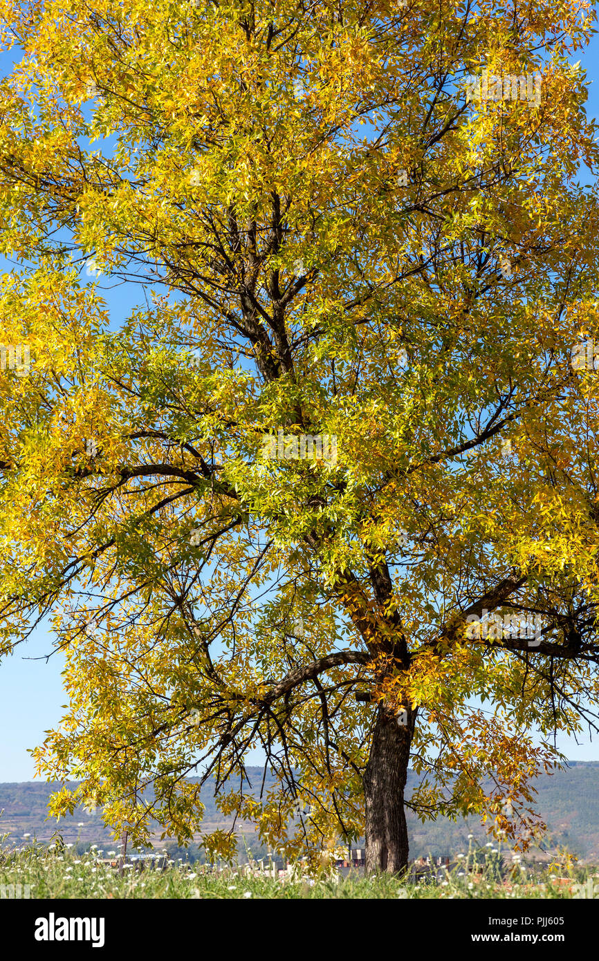 Single Big Oak Tree In Warm Autumn Colors Stock Photo - Alamy