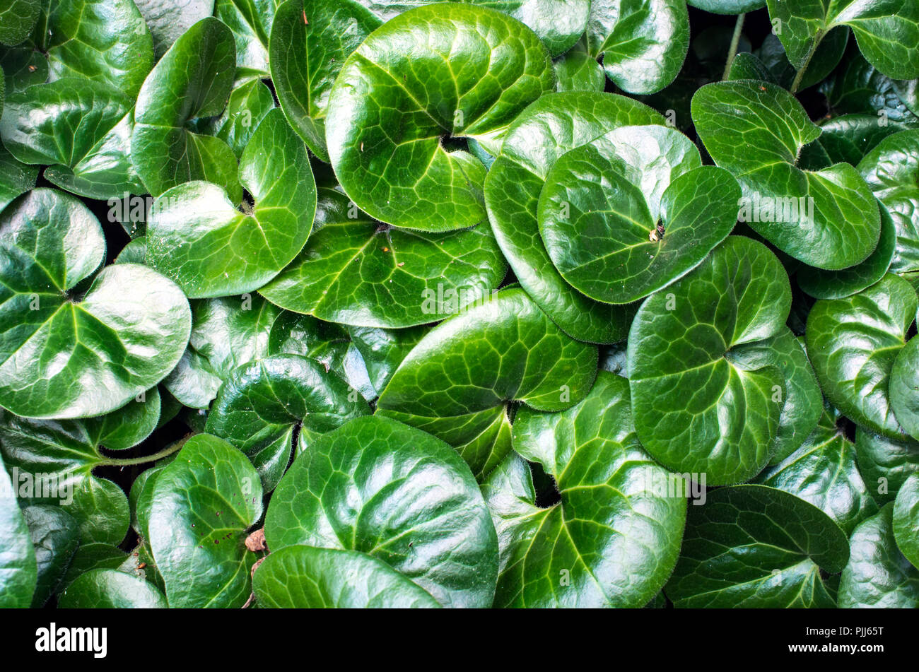 Kidney shaped leaves hi-res stock photography and images - Alamy