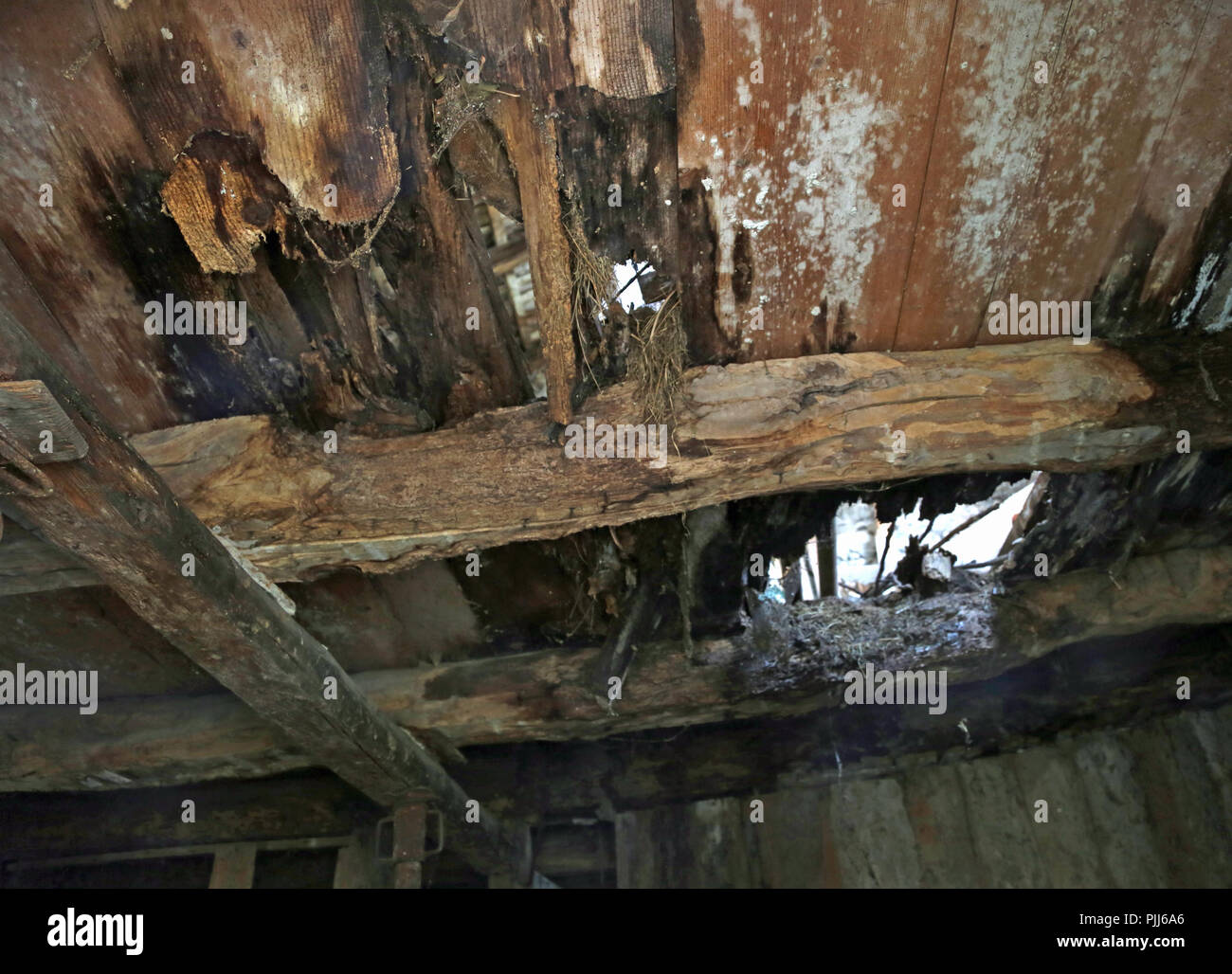 wooden roof of a barn destroyed due to the weather Stock Photo - Alamy