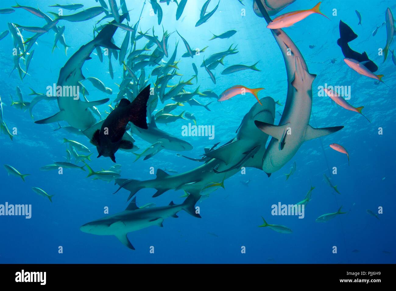 A group of sharks, mostly Grey Reef Sharks, and Lemon Sharks, swimming ...
