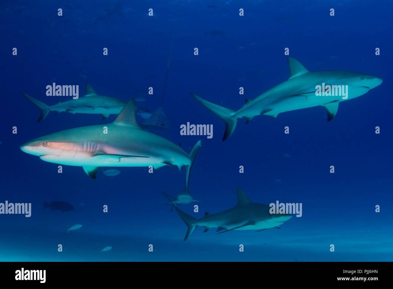 A group of sharks, mostly Grey Reef Sharks, and Lemon Sharks, swimming ...