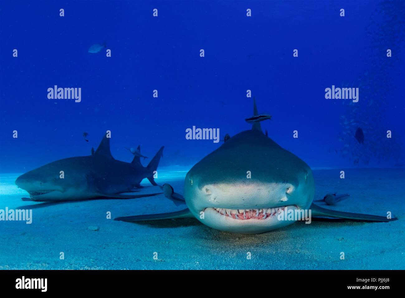 A group of sharks, mostly Grey Reef Sharks, and Lemon Sharks, swimming ...