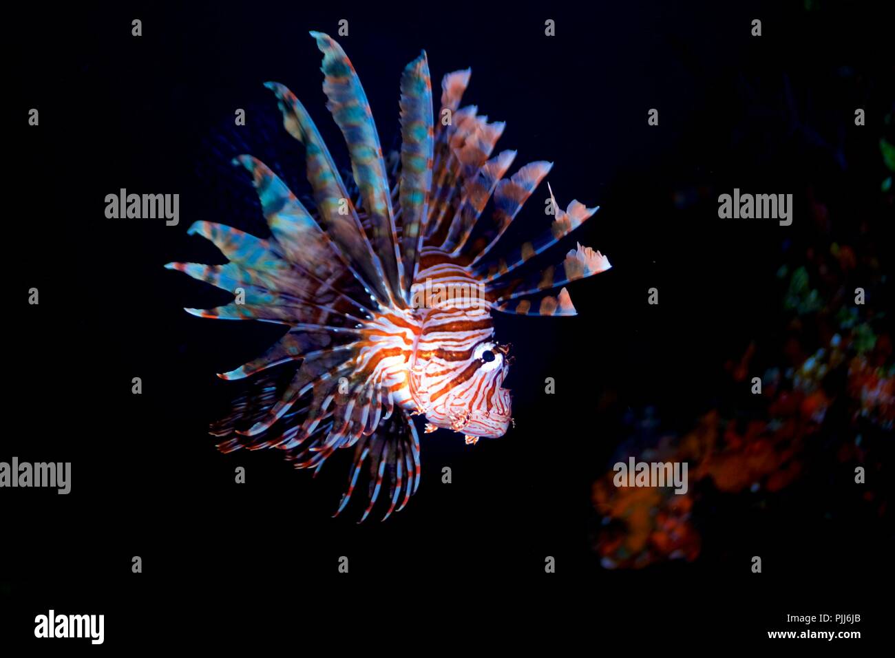 Closeup portrait, Red Lionfish, Bahamas Stock Photo - Alamy