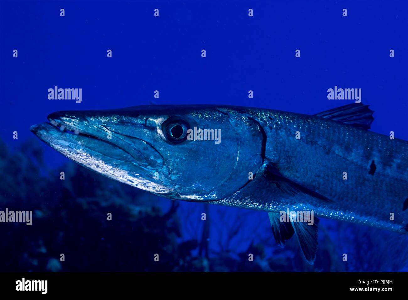 Great barracuda teeth hi-res stock photography and images - Alamy