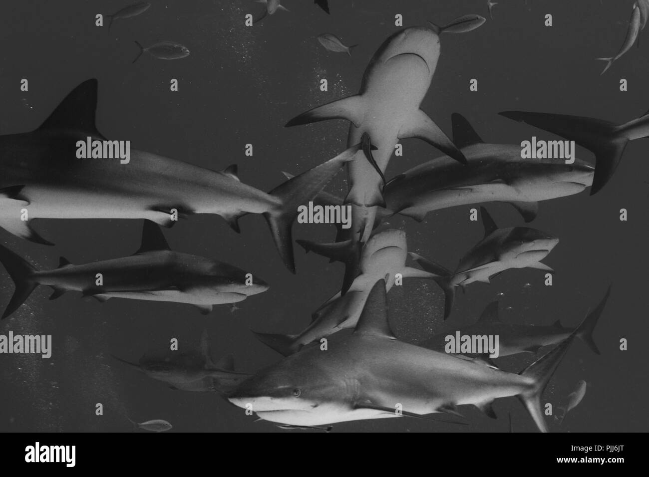 A group of sharks, mostly Grey Reef Sharks, and Lemon Sharks, swimming ...