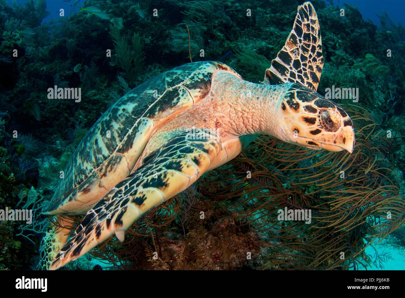 Reptile turtle green chelonia hi-res stock photography and images - Alamy