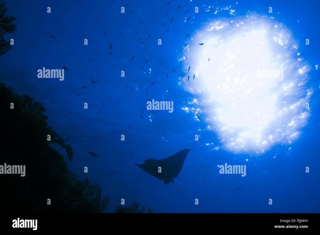 Flying fish caribbean hi-res stock photography and images - Alamy