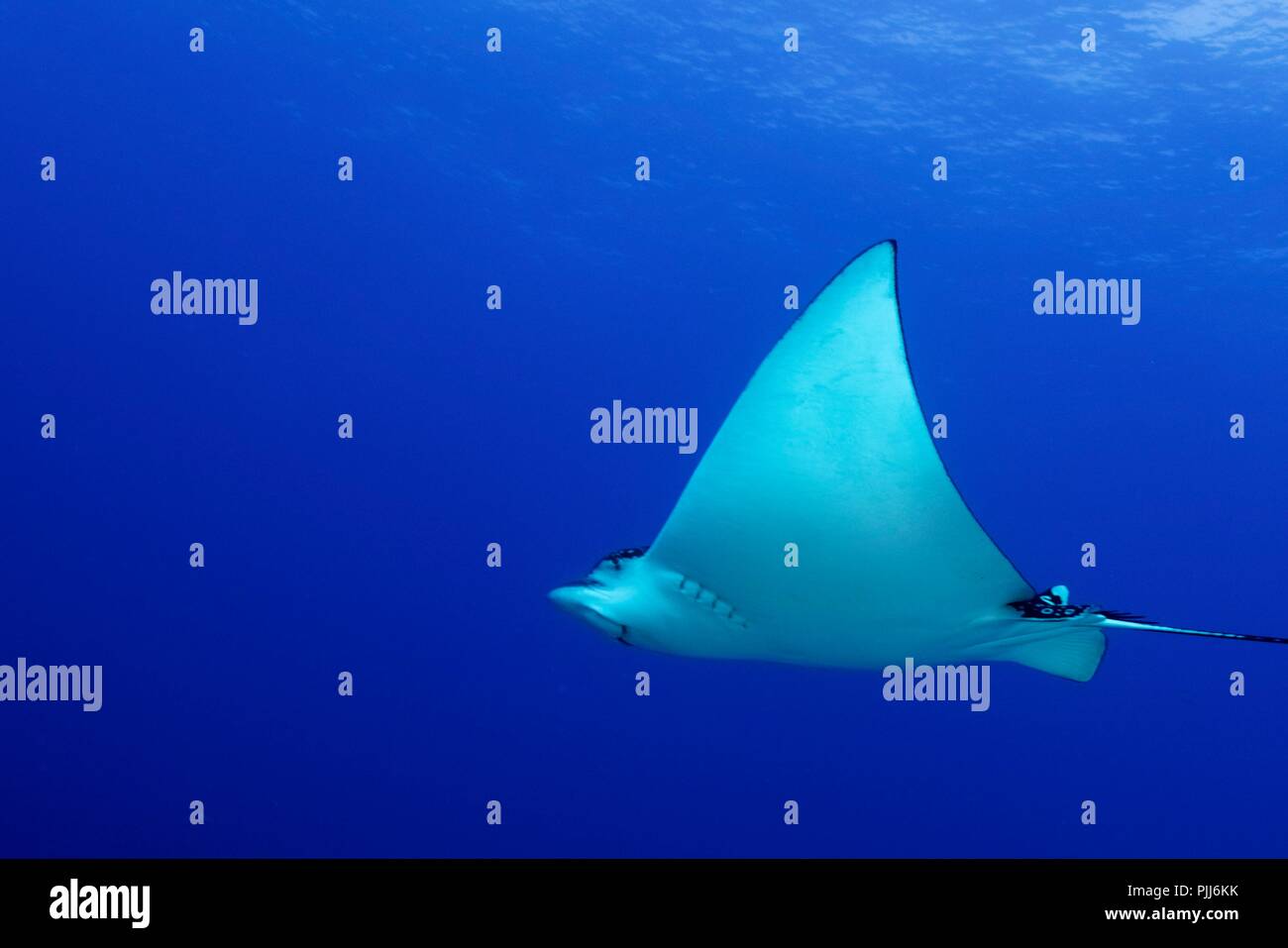 Spotted Eagle Ray 'flying' in the 'blue sky' in the Caribbean, in ...