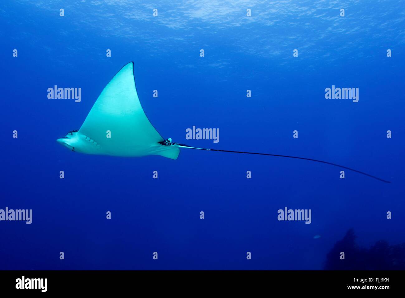Spotted Eagle Ray 'flying' in the 'blue sky' in the Caribbean, in ...