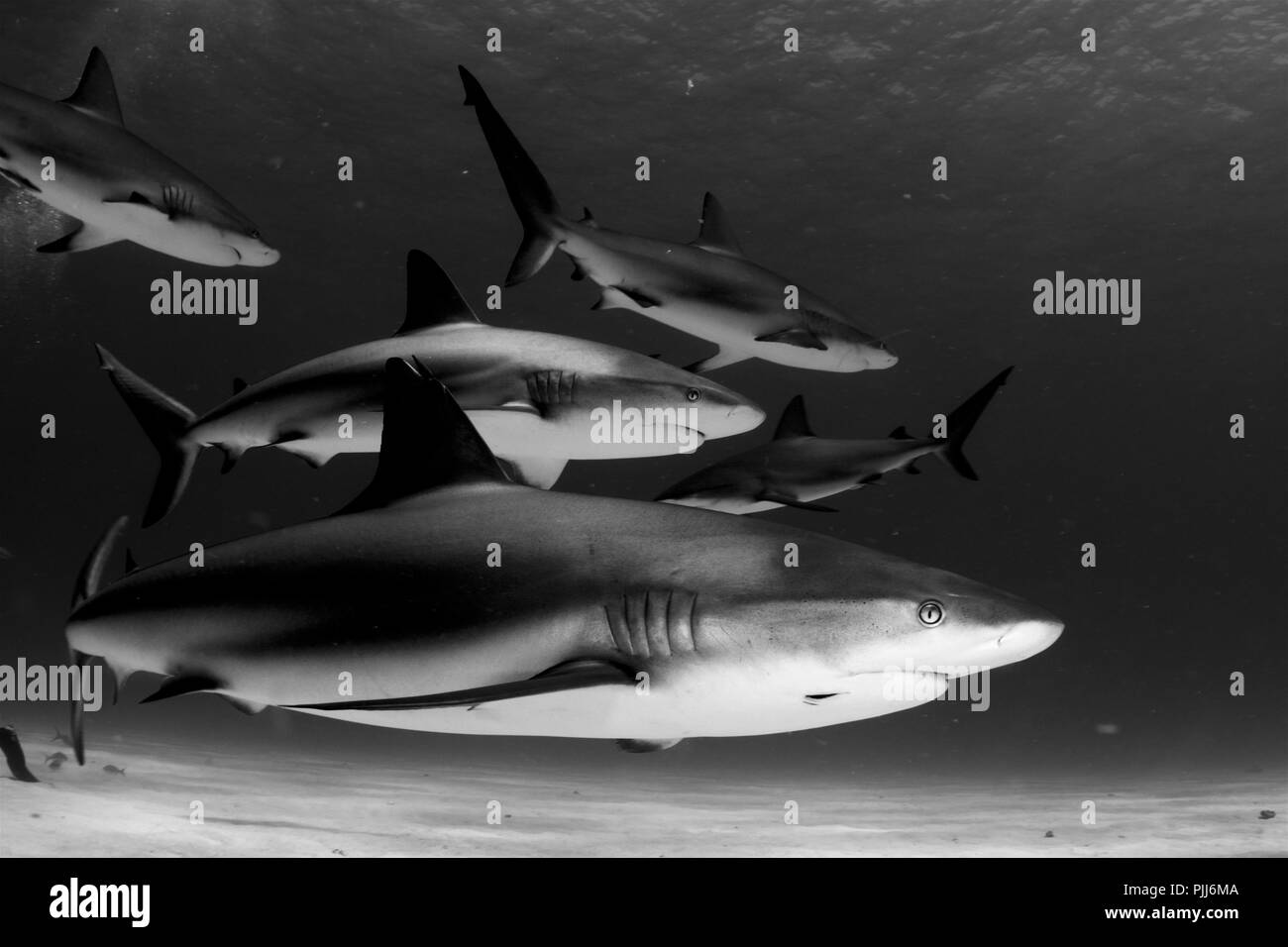 A group of sharks, mostly Grey Reef Sharks, and Lemon Sharks, swimming ...
