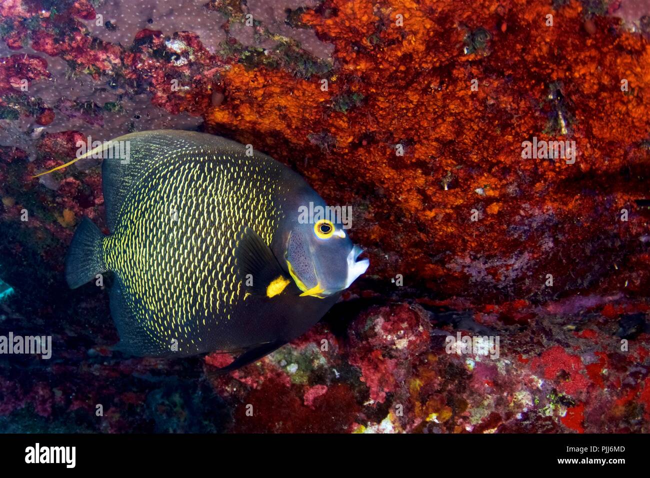 Gray Angelfish (Pomacanthus arcuatus) in Bahamas Stock Photo - Alamy
