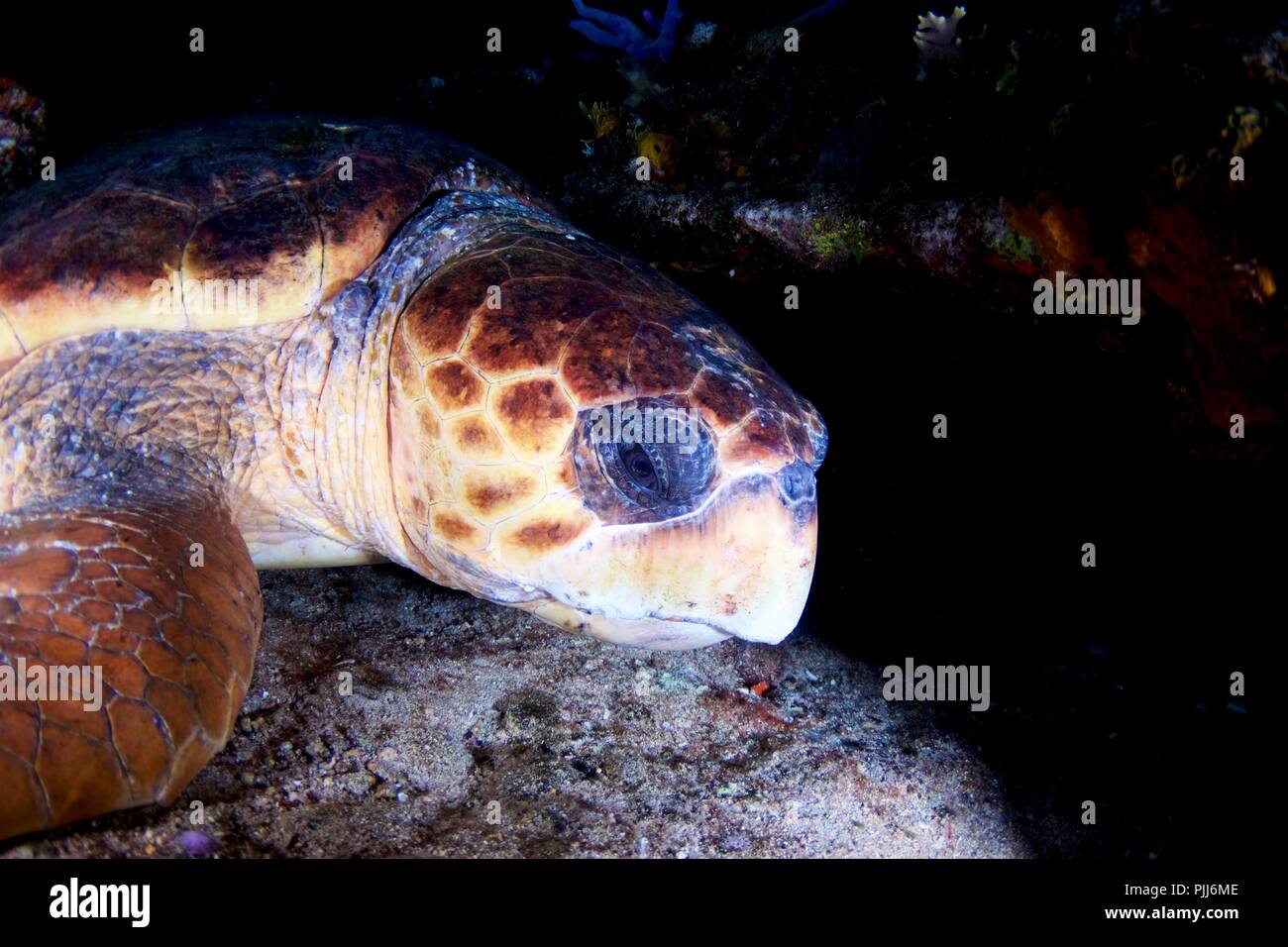 Large head loggerhead turtle caretta hi-res stock photography and ...