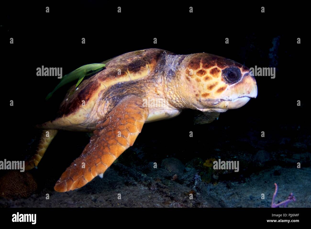 Closeup portrait of Loggerhead Sea Turtle, showing its distinctive ...