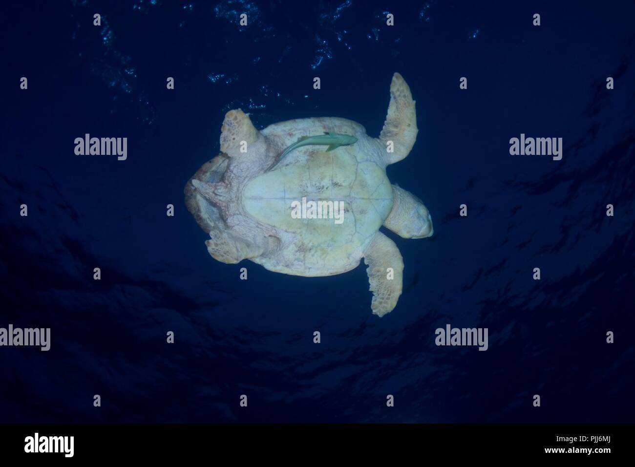 Loggerhead Turtle swimming at night, photographed from underneath Stock ...