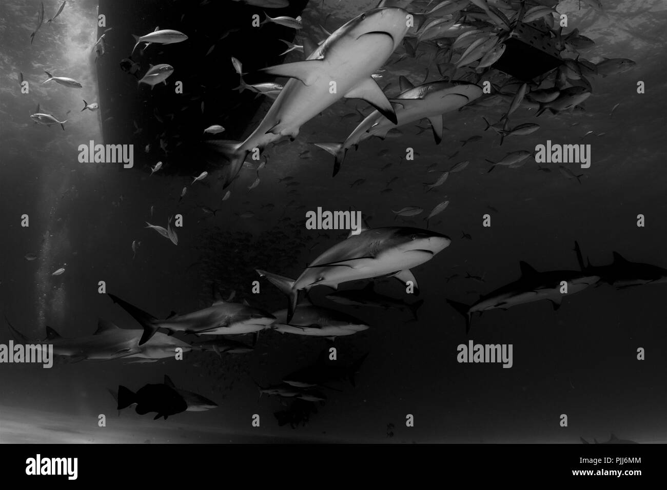 Tiger sharks group Black and White Stock Photos & Images - Alamy