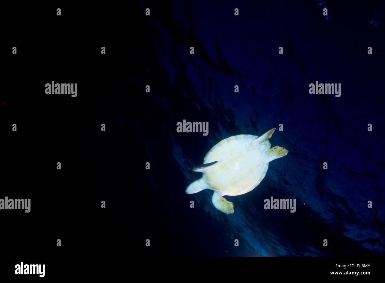 Loggerhead Turtle swimming at night, photographed from underneath Stock ...