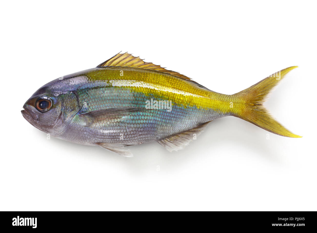 Xanthura hi-res stock photography and images - Alamy