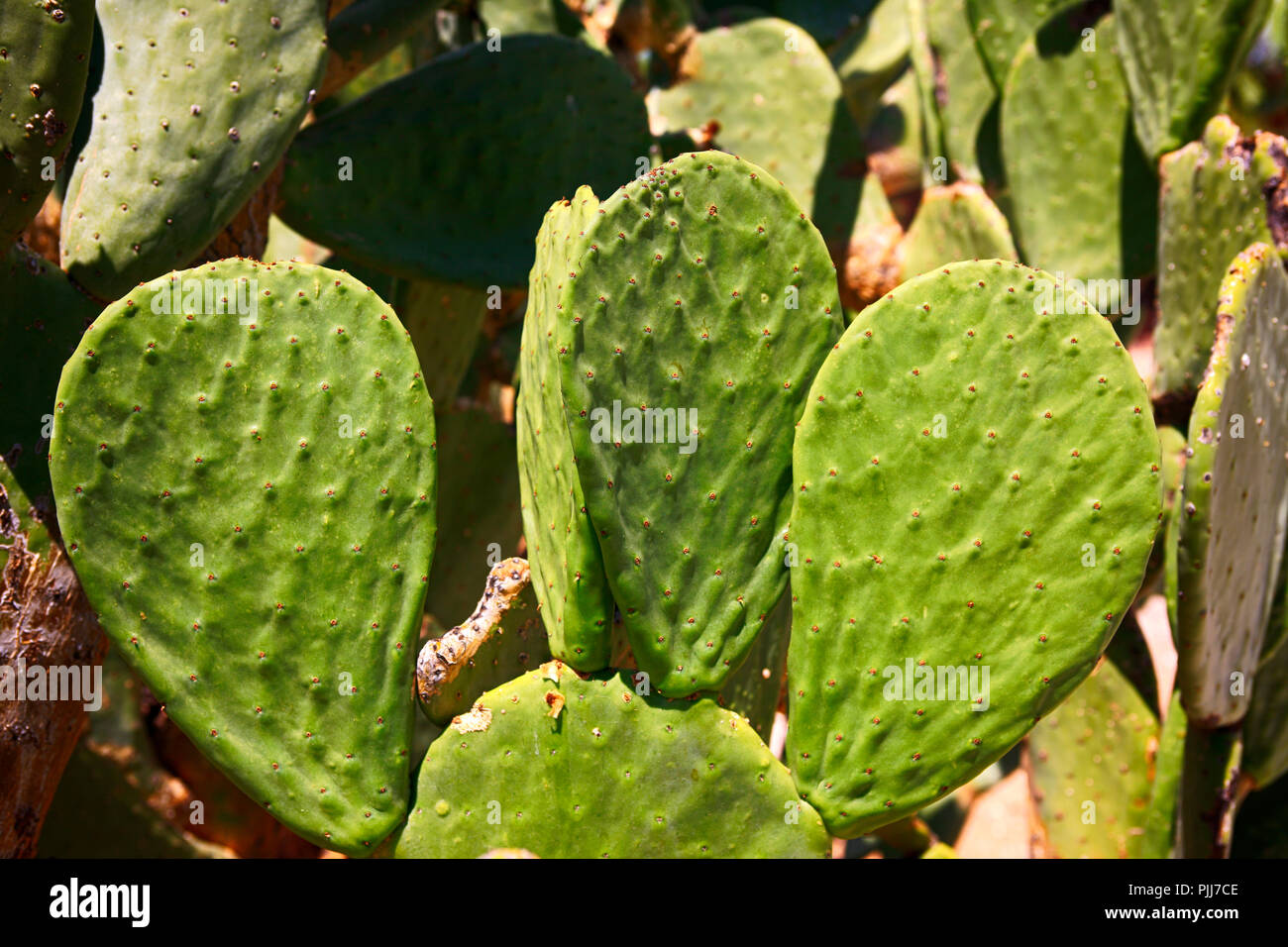 Fig cactus hi-res stock photography and images - Alamy