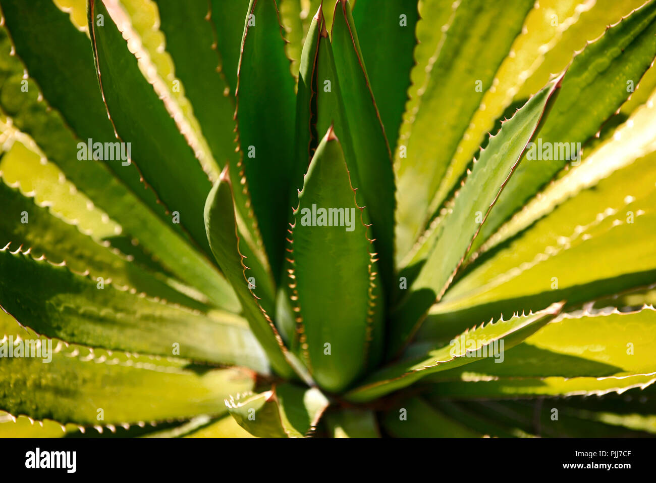 Variegated cactus hi-res stock photography and images - Alamy