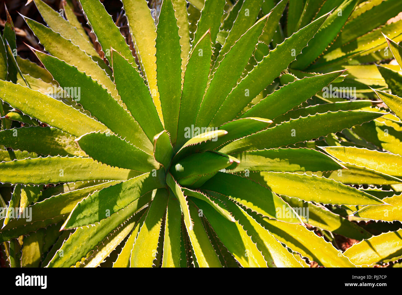 Close up of a variegated Agave cactus in Tucson, AZ Stock Photo - Alamy