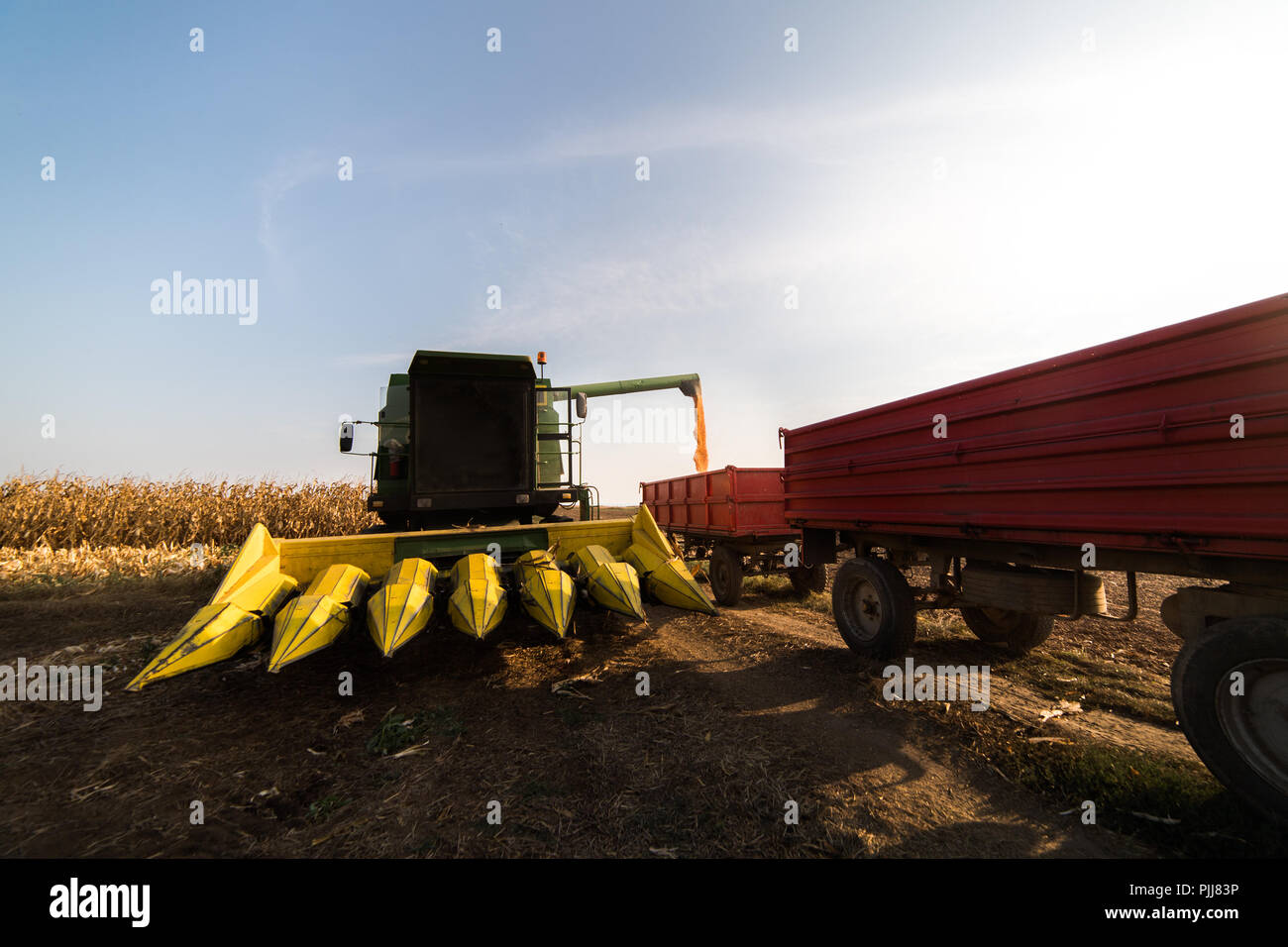 Pouring corn grain into tractor trailer Stock Photo - Alamy