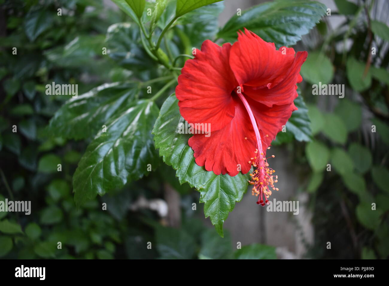 Golden hour rose High Resolution Stock Photography and Images - Alamy