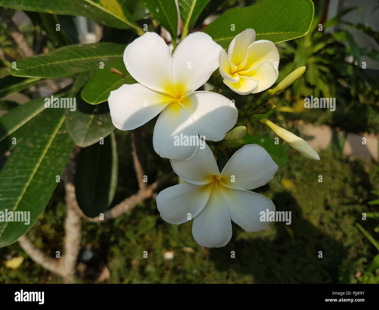 Frangipani blumen hi-res stock photography and images - Alamy