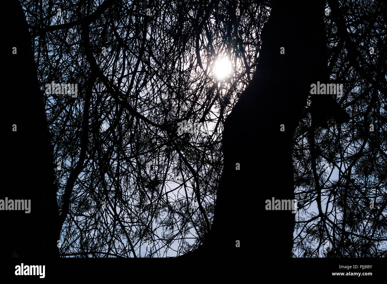 Sun filtering through trees creating a silhouette Stock Photo - Alamy