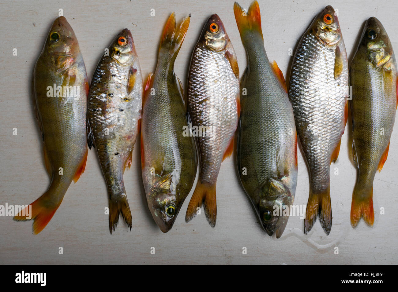 Fish river roach, sea bream isolated on white background Scardinius ...