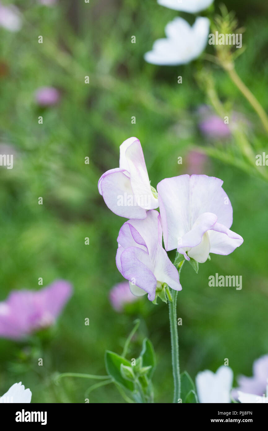 High growing flowering plants hi-res stock photography and images - Alamy