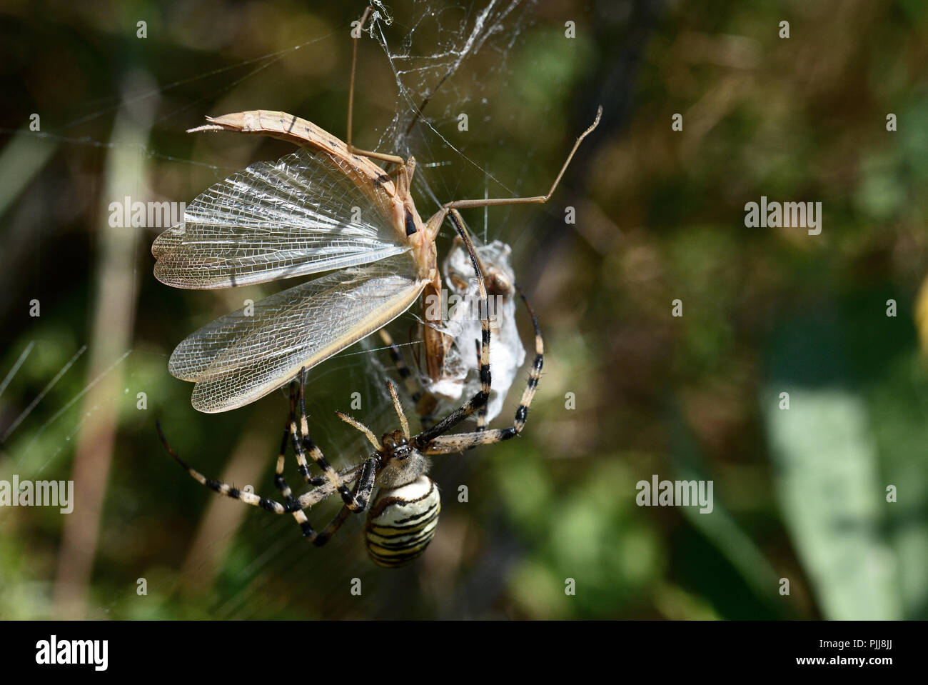 Grass Mantis High Resolution Stock Photography and Images - Alamy