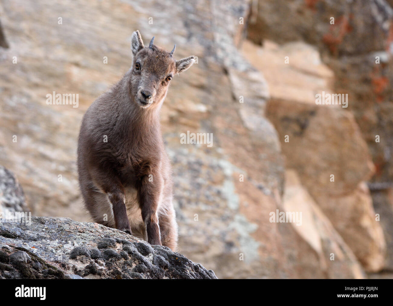 A portrait of a young Ibex (Capra ibex). Gran Paradiso National Park ...