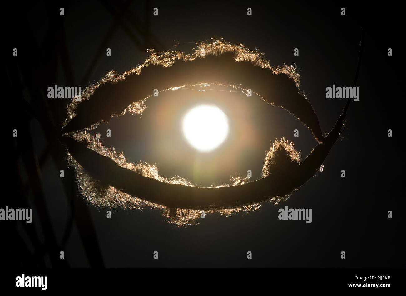 Eye impression given by a seed and sunrise. Ticino Park Italy Stock ...
