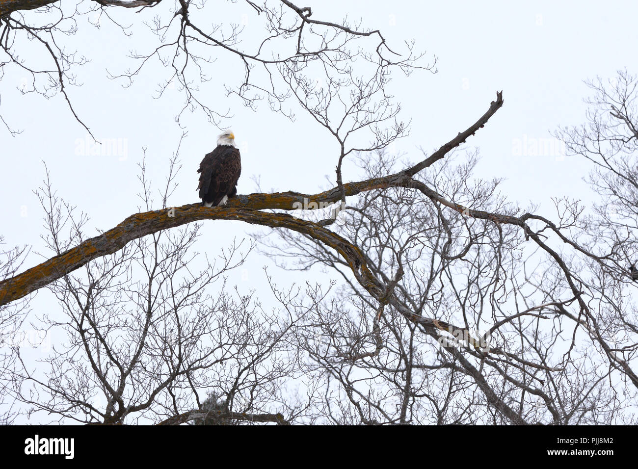 Bald eagle on a branch Stock Photo - Alamy