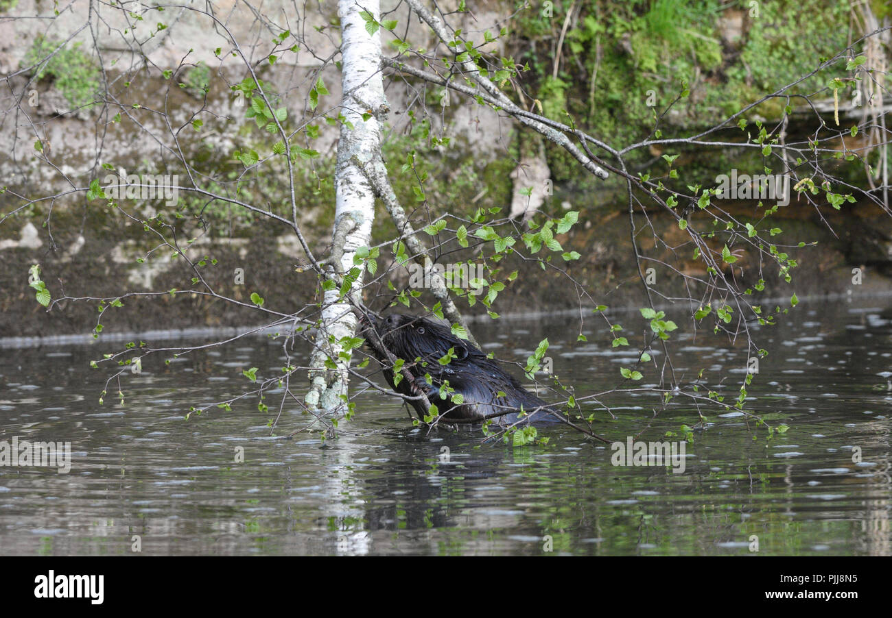 A beaver cutting a branch for its dam. Spring Valley, Wisconsin USA ...