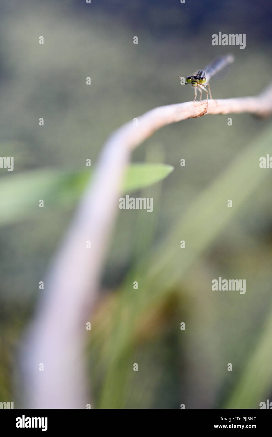 Wisconsin insects hi-res stock photography and images - Alamy