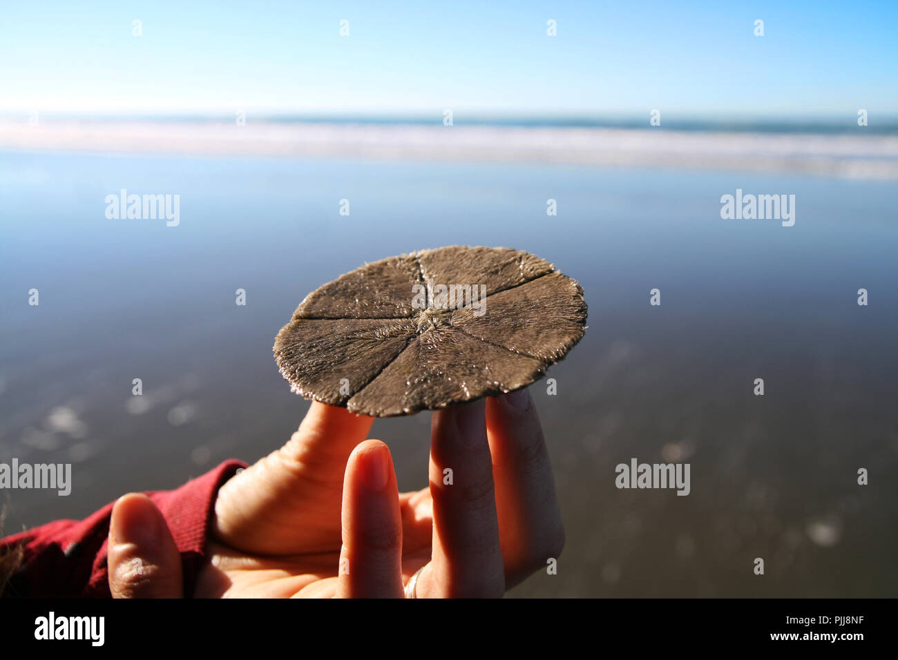 Mellita starfish, rare rounded star fish, or biscuit starfish, South ...