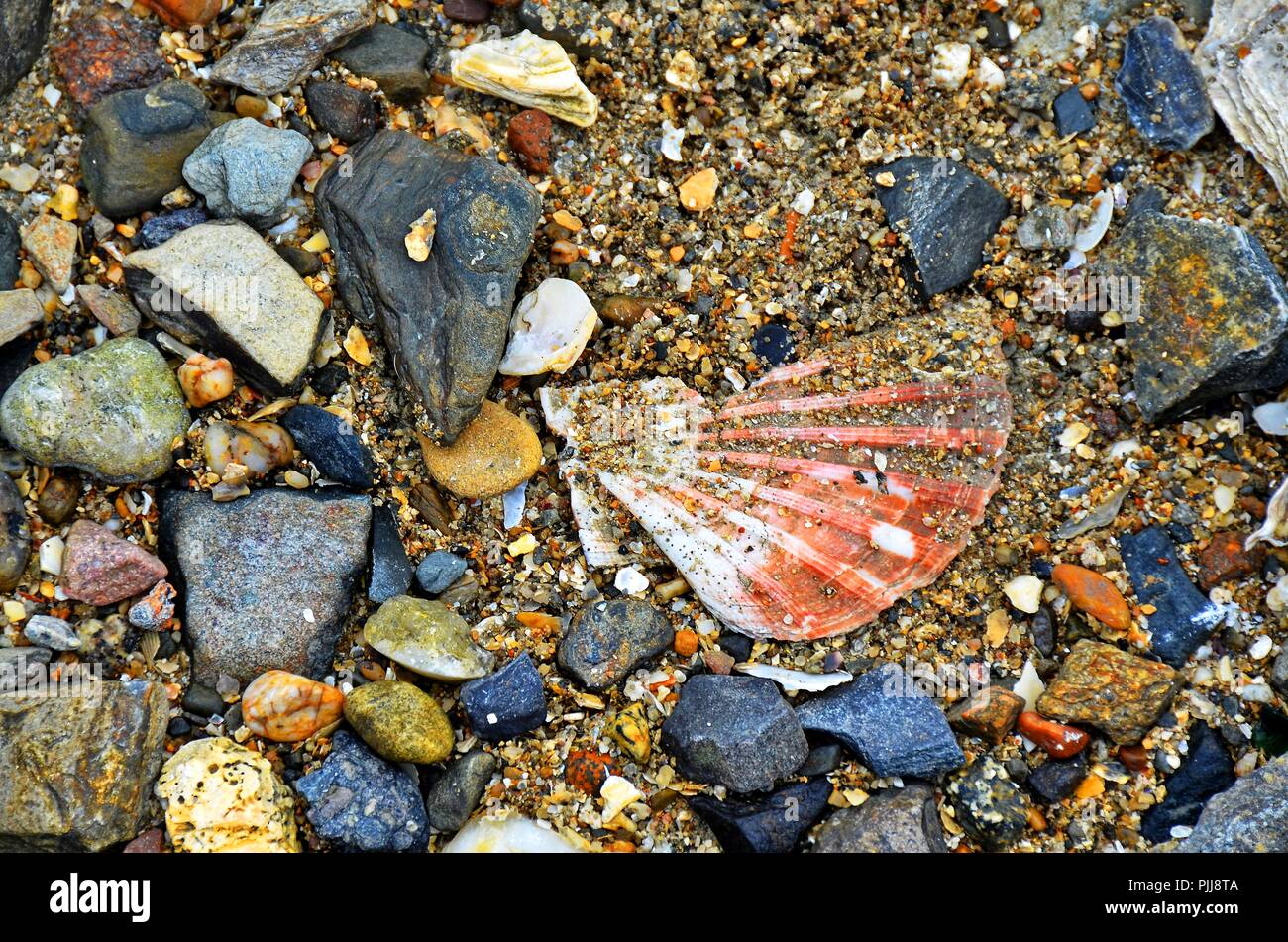 shell and stones in sand on a beach in France Stock Photo - Alamy