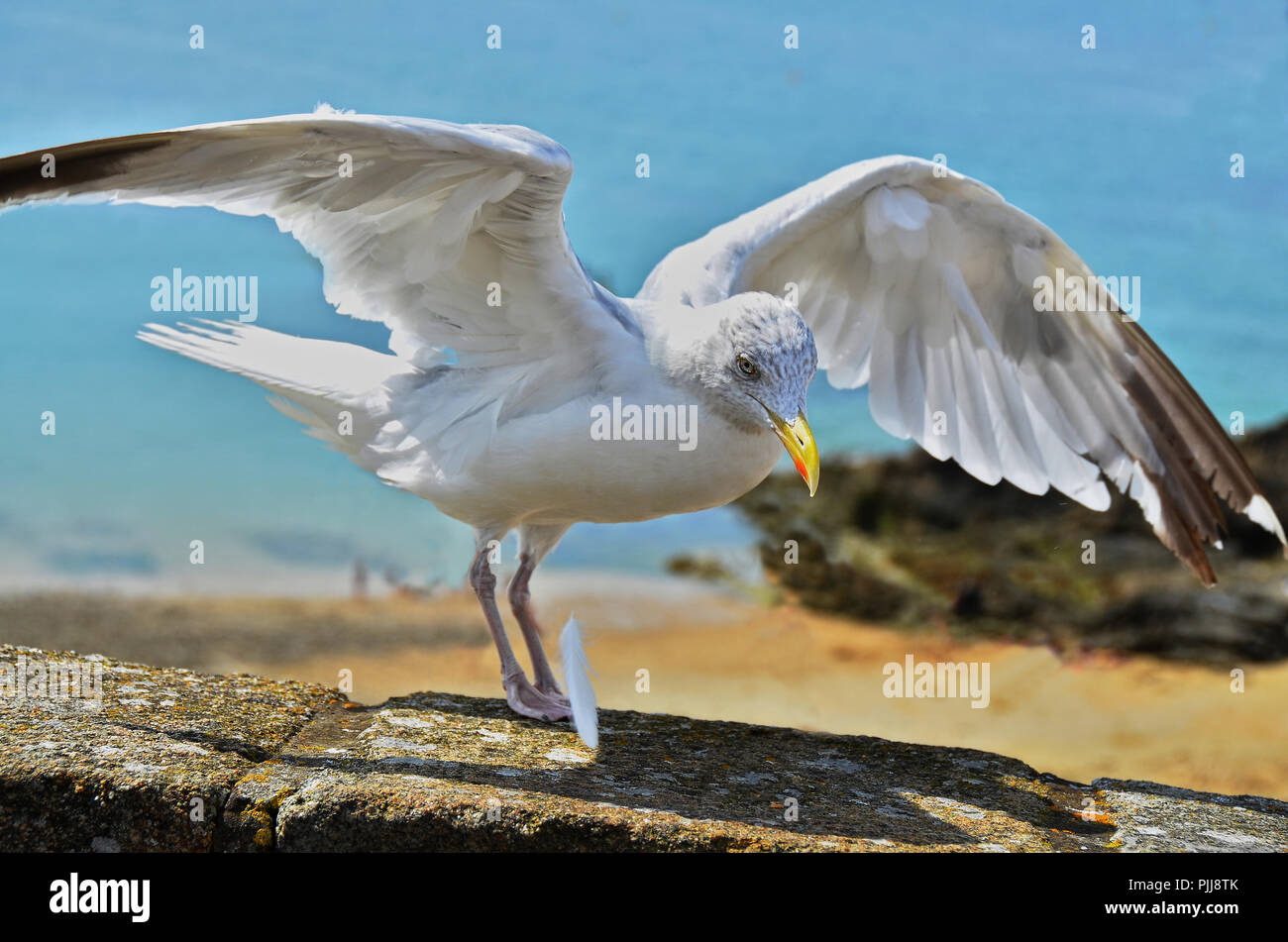 seagull, landing on a stone wall, losing a feather, with blue ocean in ...