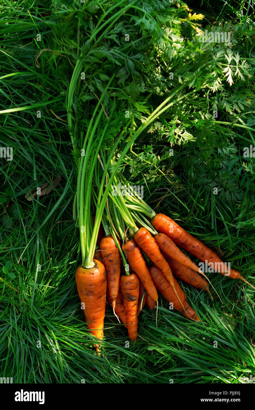 Carrot grass hi-res stock photography and images - Alamy
