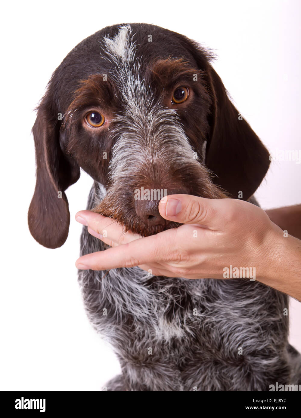 Owner feed dog hand hi-res stock photography and images - Alamy