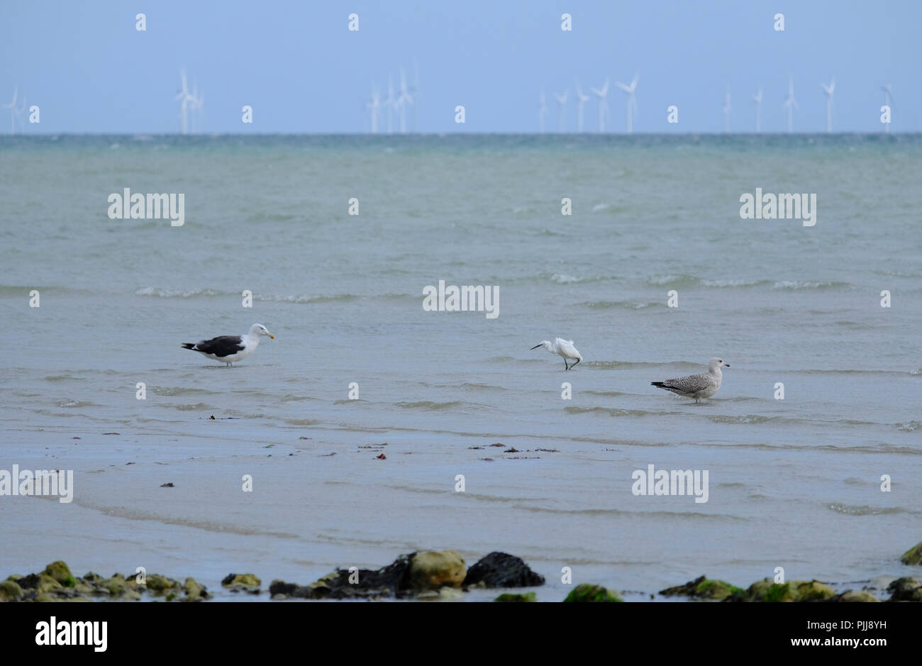 Great Black Backed Gull with its newly fledged chick alongside a Little ...