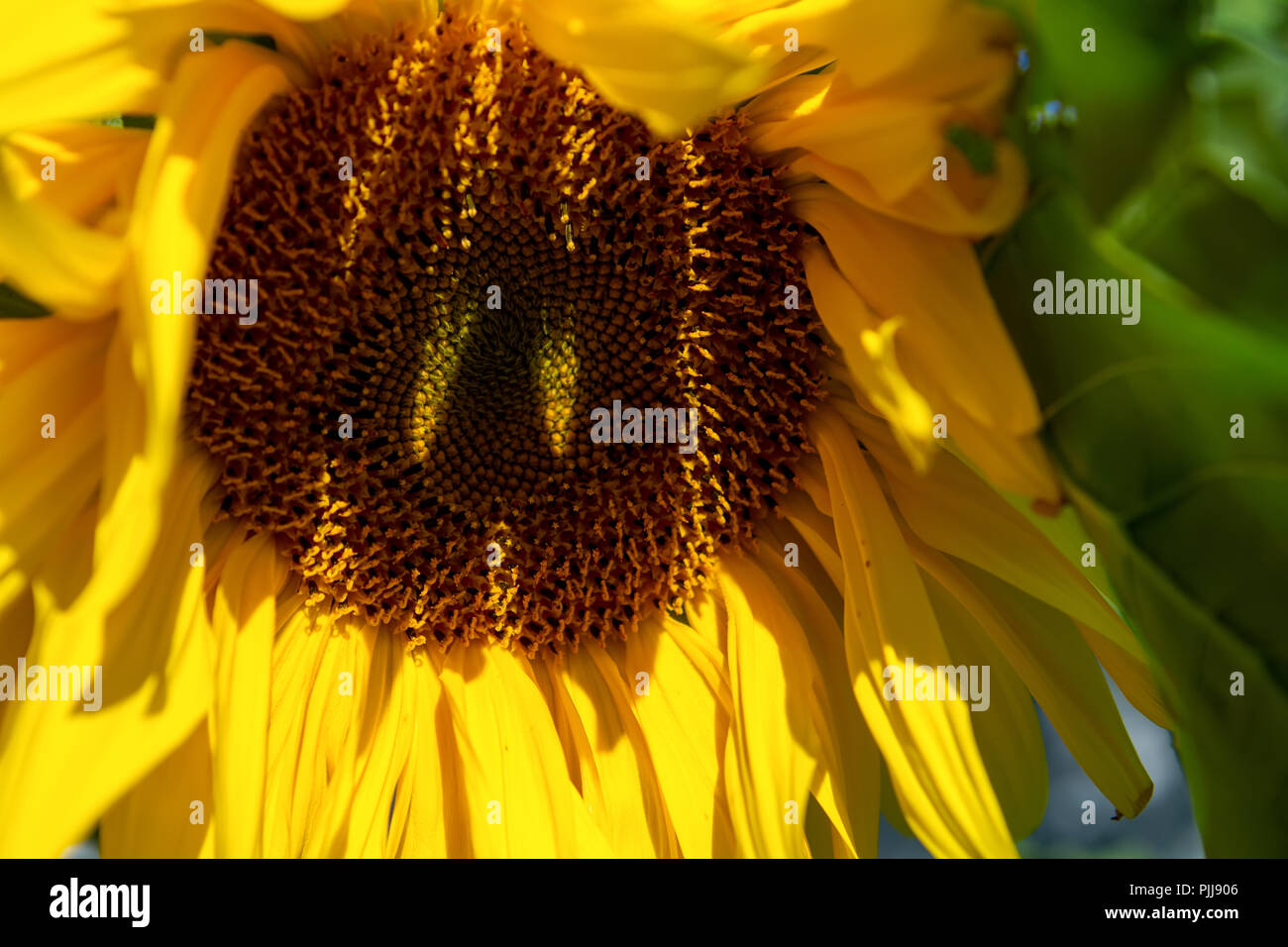 sunflower head close-up Stock Photo - Alamy